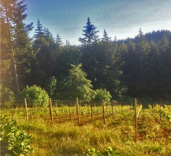 Les Caves de Pyrene - natural wine